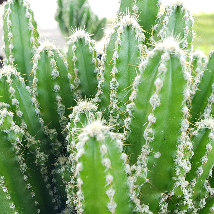 Deamia Testudo (Dogtail Cactus) - Harold Walters Succulent Nursery
