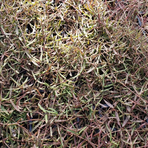 Wholesale Order | Harold Walters Succulent Nursery