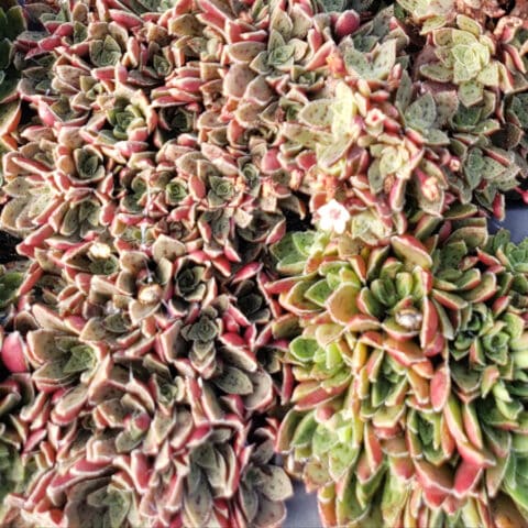 Crassula Exilis Picturata