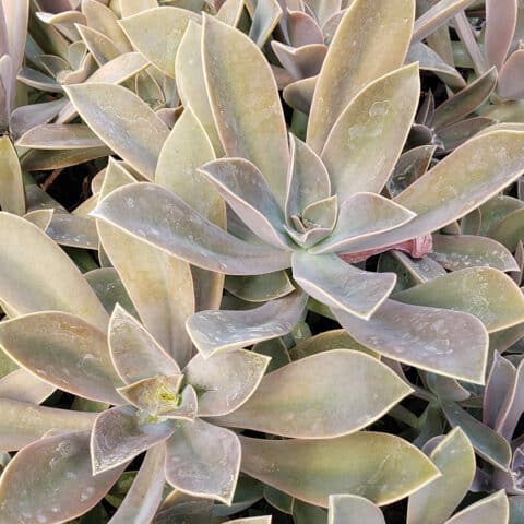 Graptoveria Fred Ives