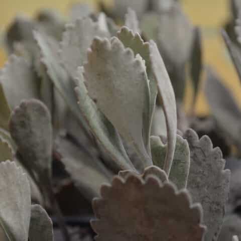 Kalanchoe Pumila