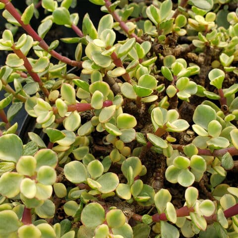 Portulacaria Afra (Rainbow Bush)