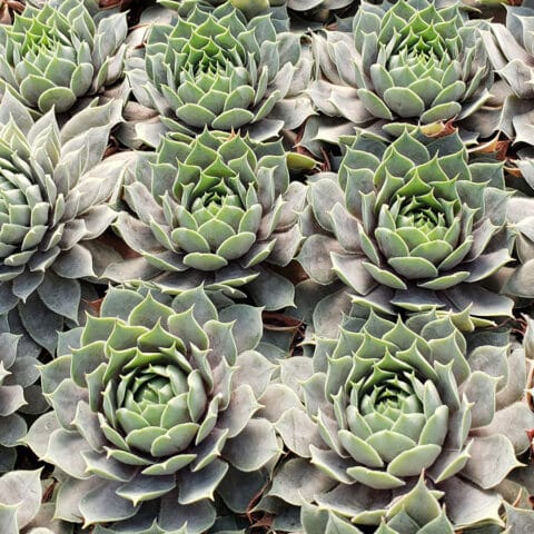 Sempervivum Pacific Blue Ice
